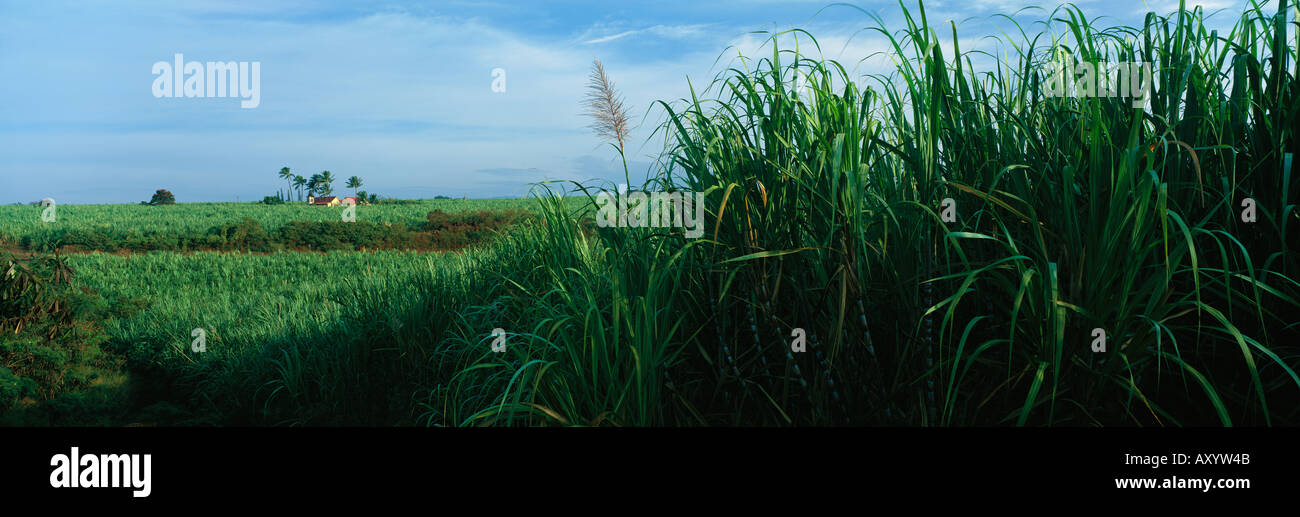 Sugar cane field Kauai Hawaii Stock Photo - Alamy