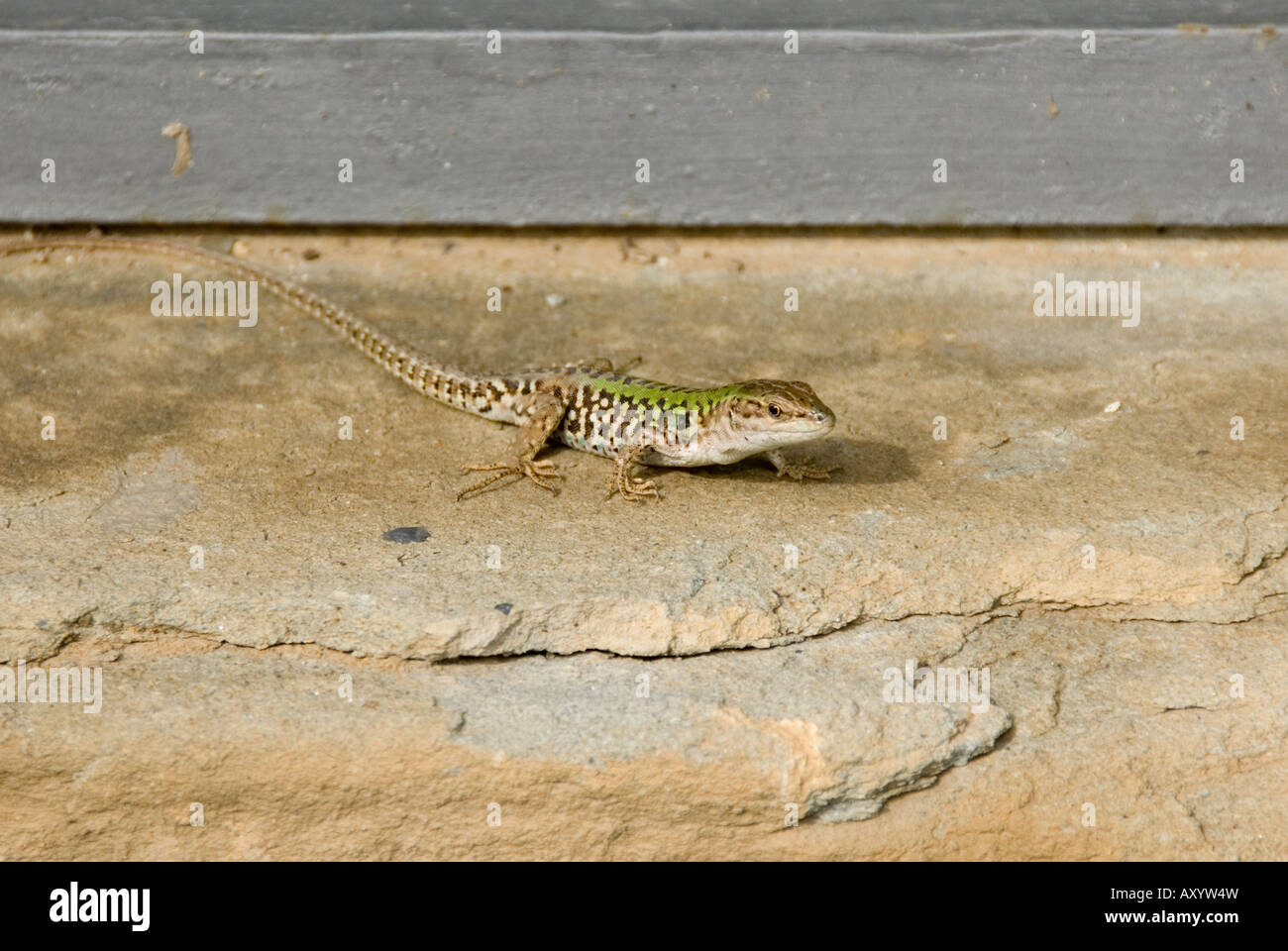 lizard sunning himself in the spring sun on the window sill of the ...
