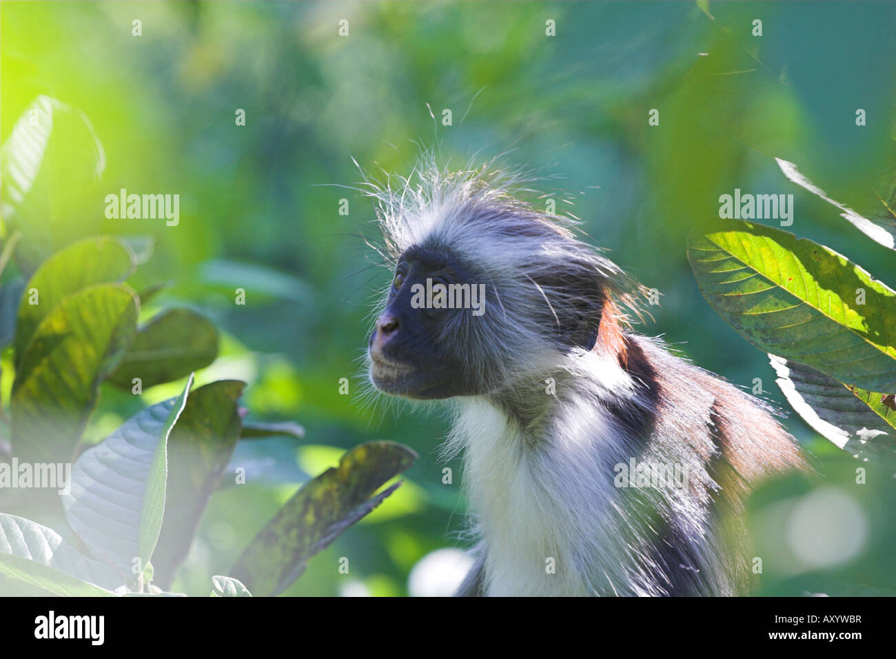 Colobus monkey juvenile hi-res stock photography and images - Alamy