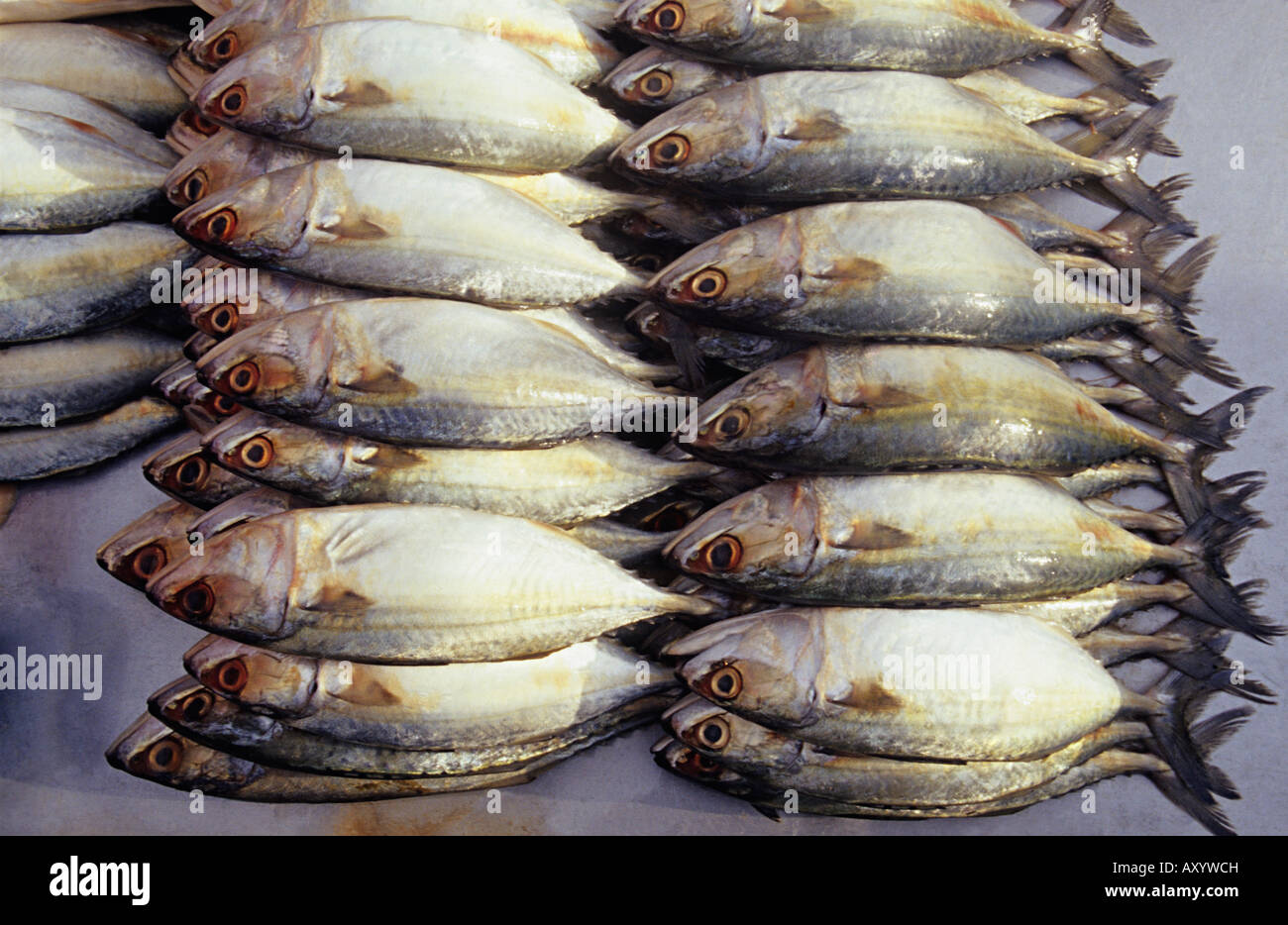 Bangda fish hi-res stock photography and images - Alamy