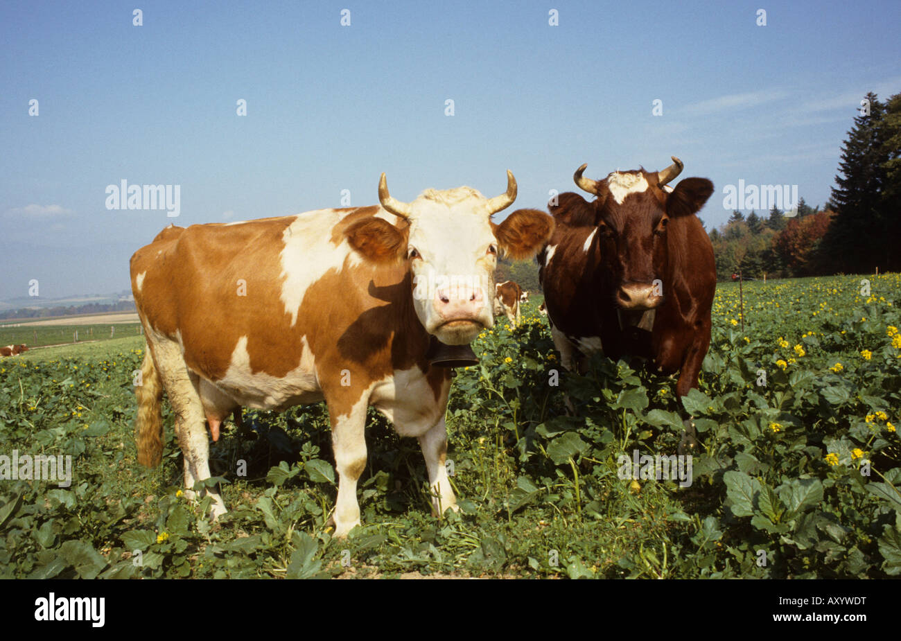 two cows graze Stock Photo - Alamy