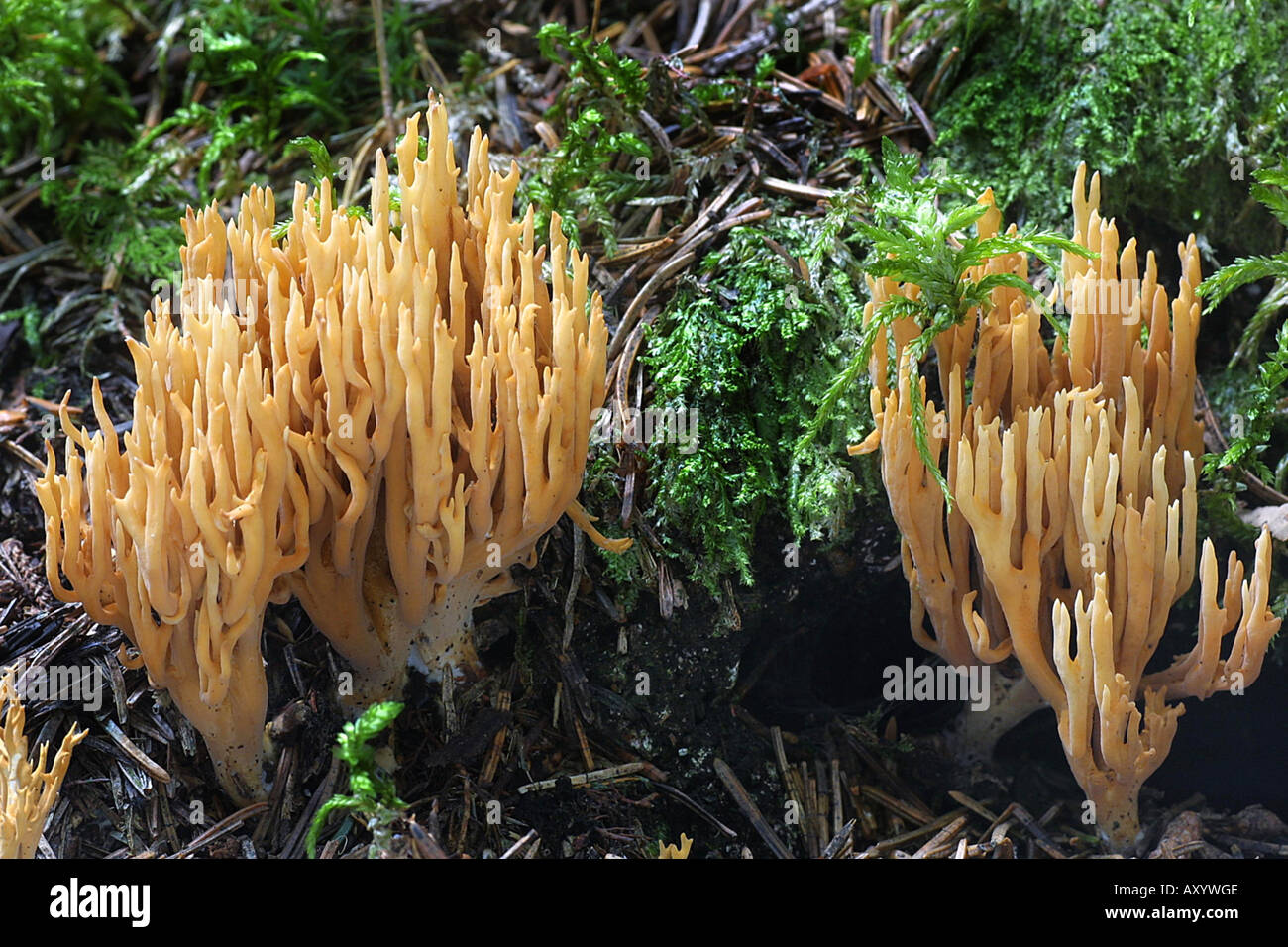 coral fungus (Ramaria pallida), fruiting bodies Stock Photo - Alamy