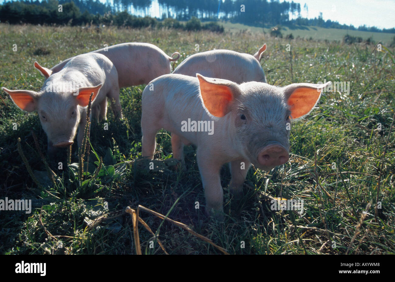 domestic pig (Sus scrofa f. domestica), piglets on pasture Stock Photo ...