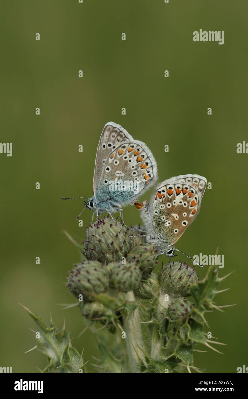 Common blue butterflies mating Stock Photo - Alamy