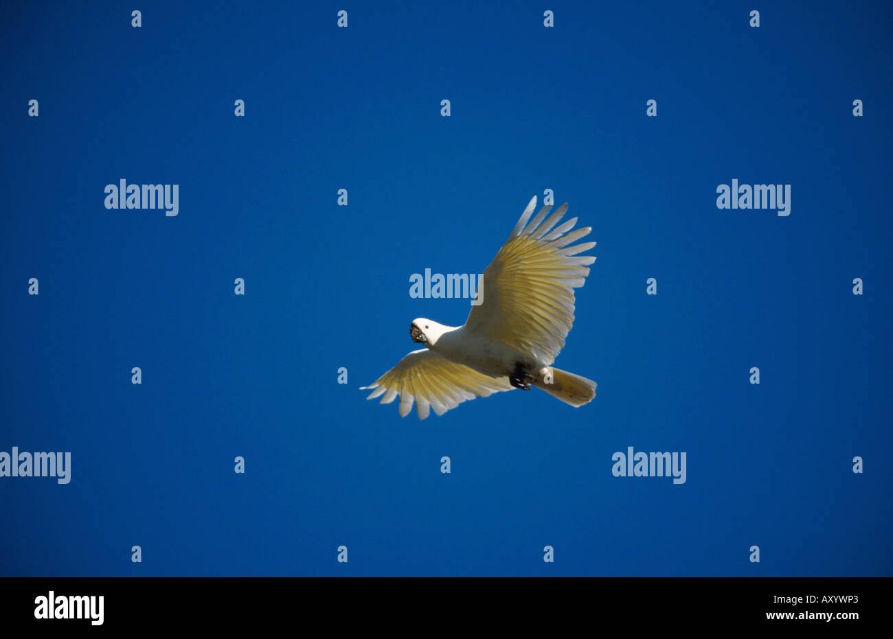 sulphur-crested cockatoo (Cacatua galerita), flying, Australia Stock ...