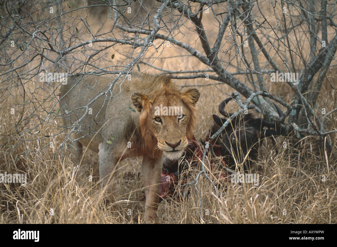 Lion after feeding Stock Photo - Alamy