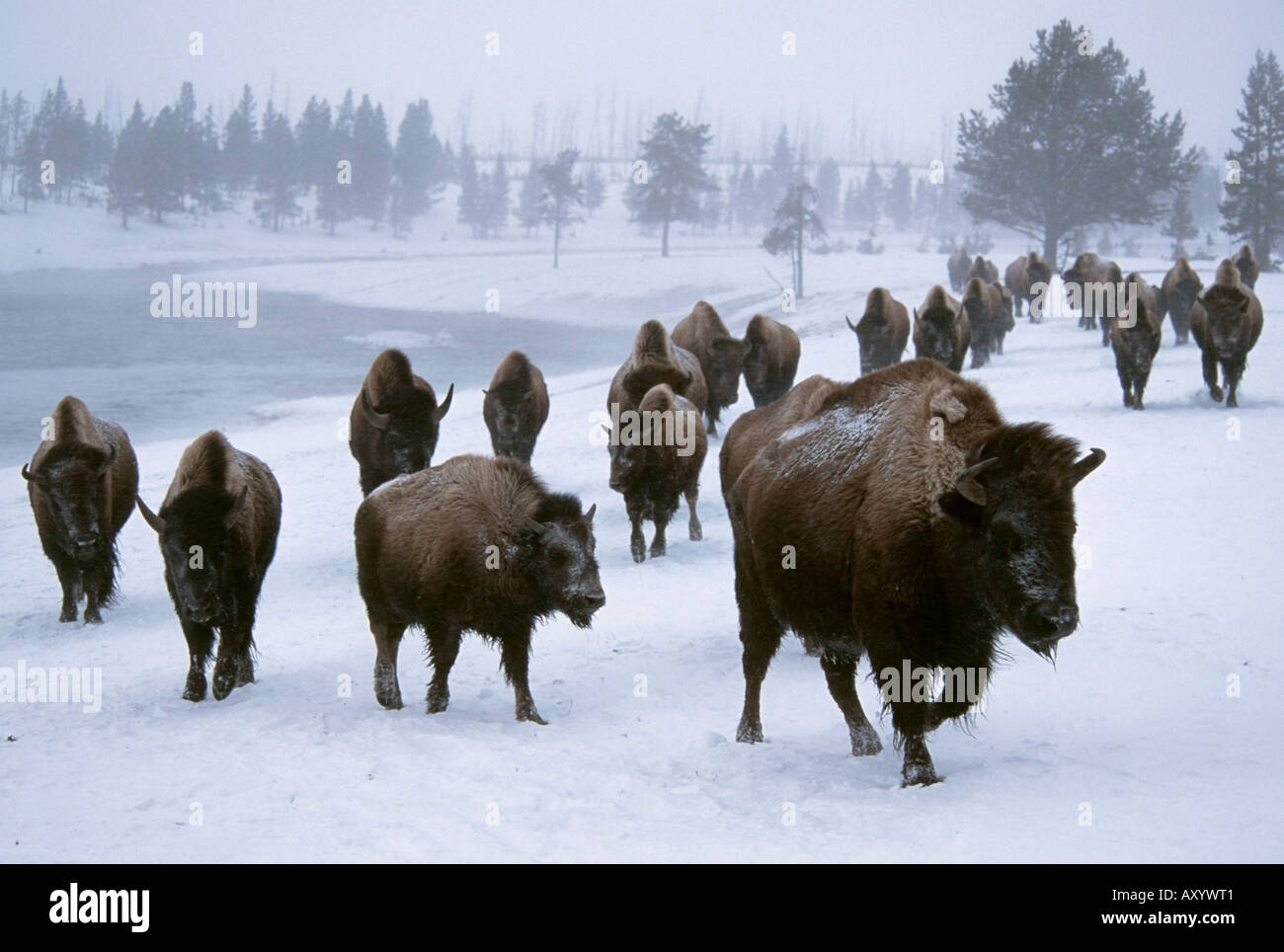 Migrating Bison Herd High Resolution Stock Photography and Images - Alamy