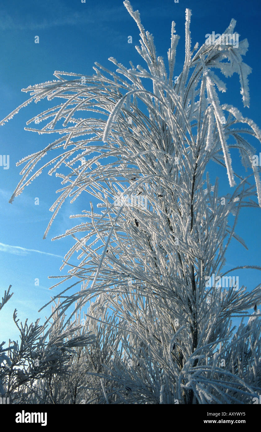 Bush family photographs hi-res stock photography and images - Alamy