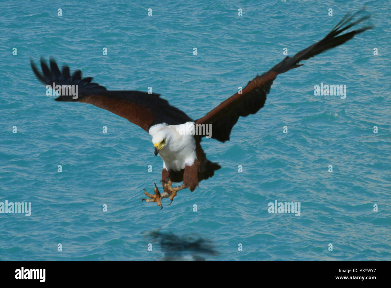 African fish eagle (Haliaeetus vocifer), praying on Stock Photo - Alamy