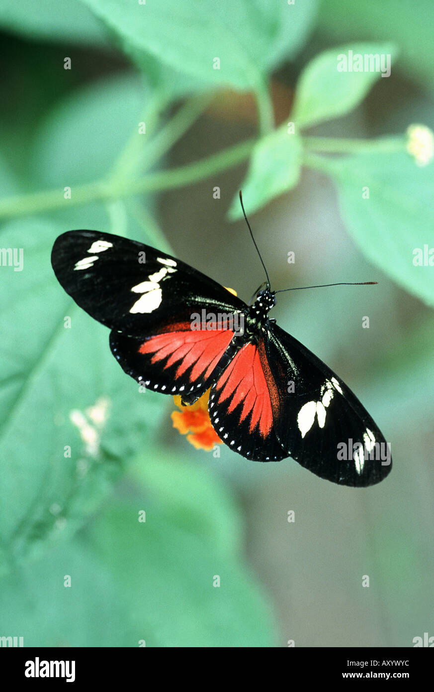 Colombian insects hi-res stock photography and images - Alamy