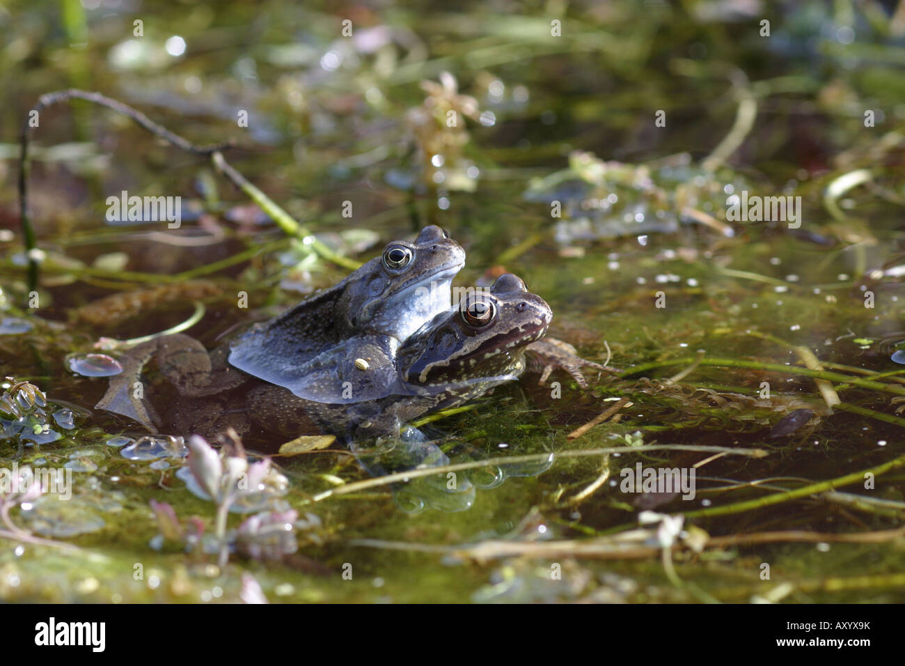 Common frogs Rana temporaria mating Stock Photo - Alamy