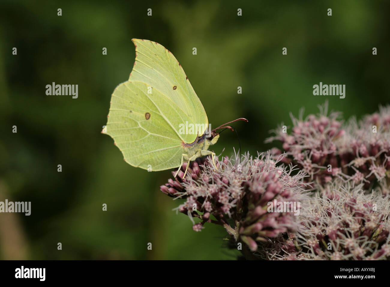 Brimstone habitat hi-res stock photography and images - Alamy