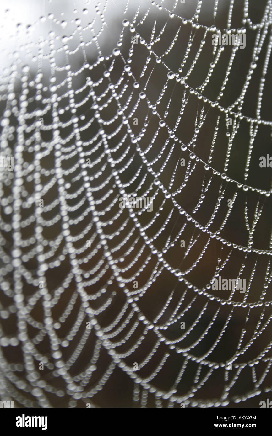 cobweb in countryside Stock Photo - Alamy