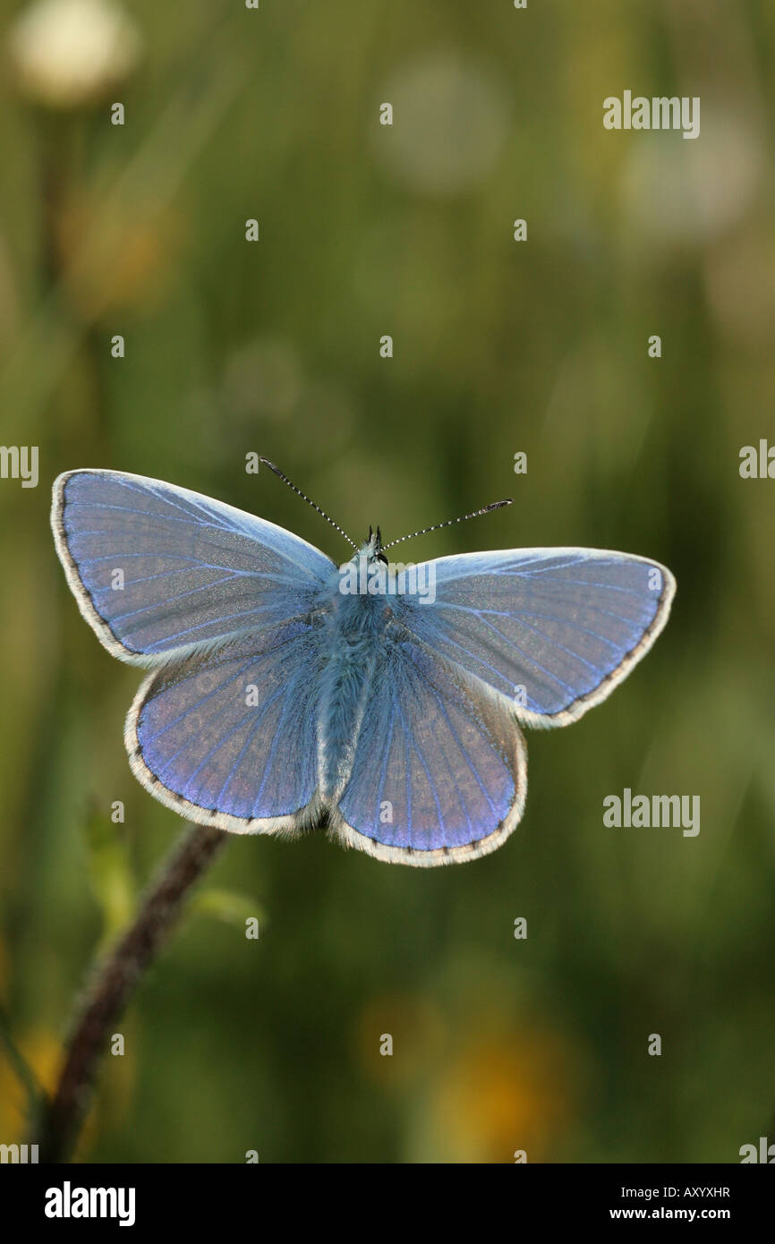 Common blue butterfly Stock Photo - Alamy