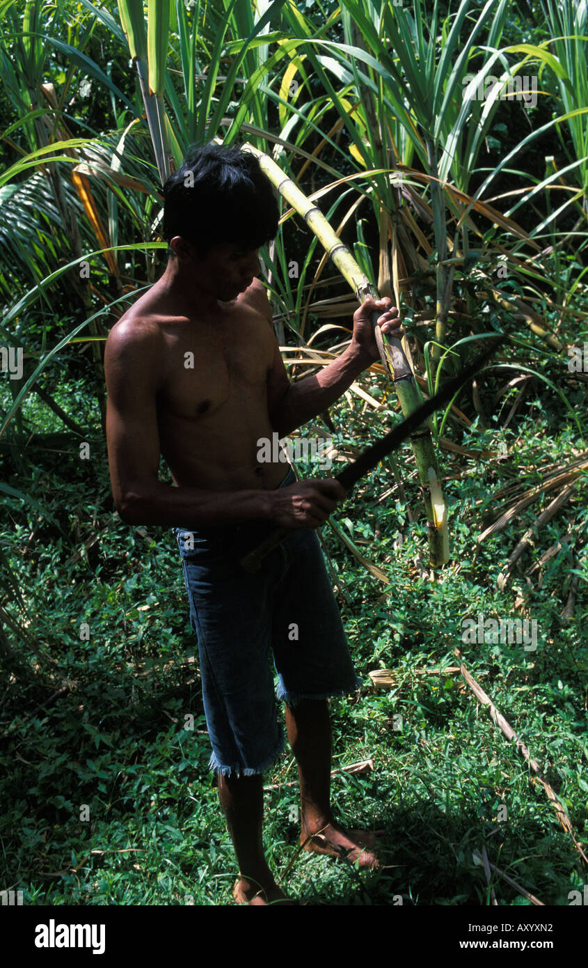 Farmer cutting sugar cane hi-res stock photography and images - Alamy