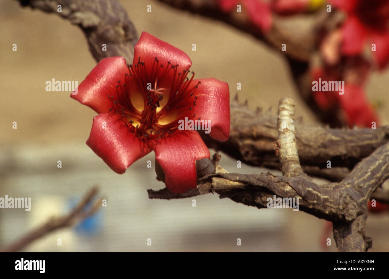 Simal Tree High Resolution Stock Photography and Images - Alamy