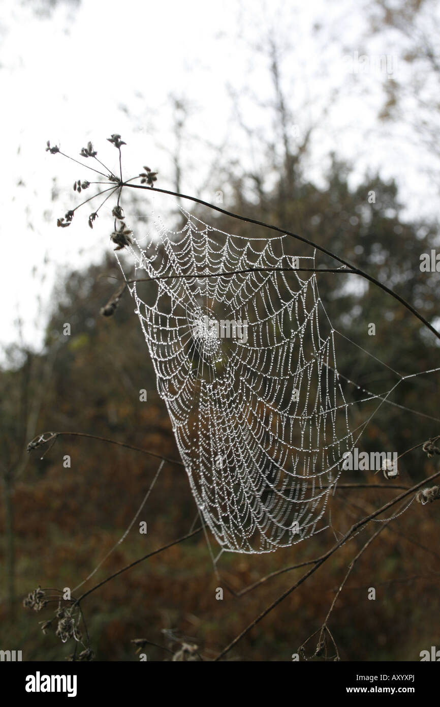 cobweb in countryside Stock Photo - Alamy