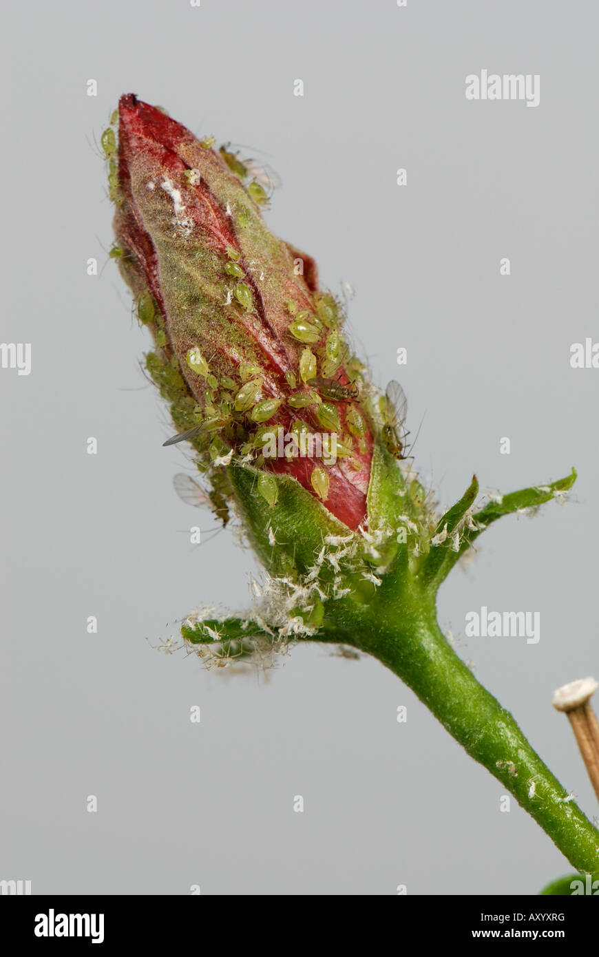 Potato Aphid High Resolution Stock Photography and Images - Alamy