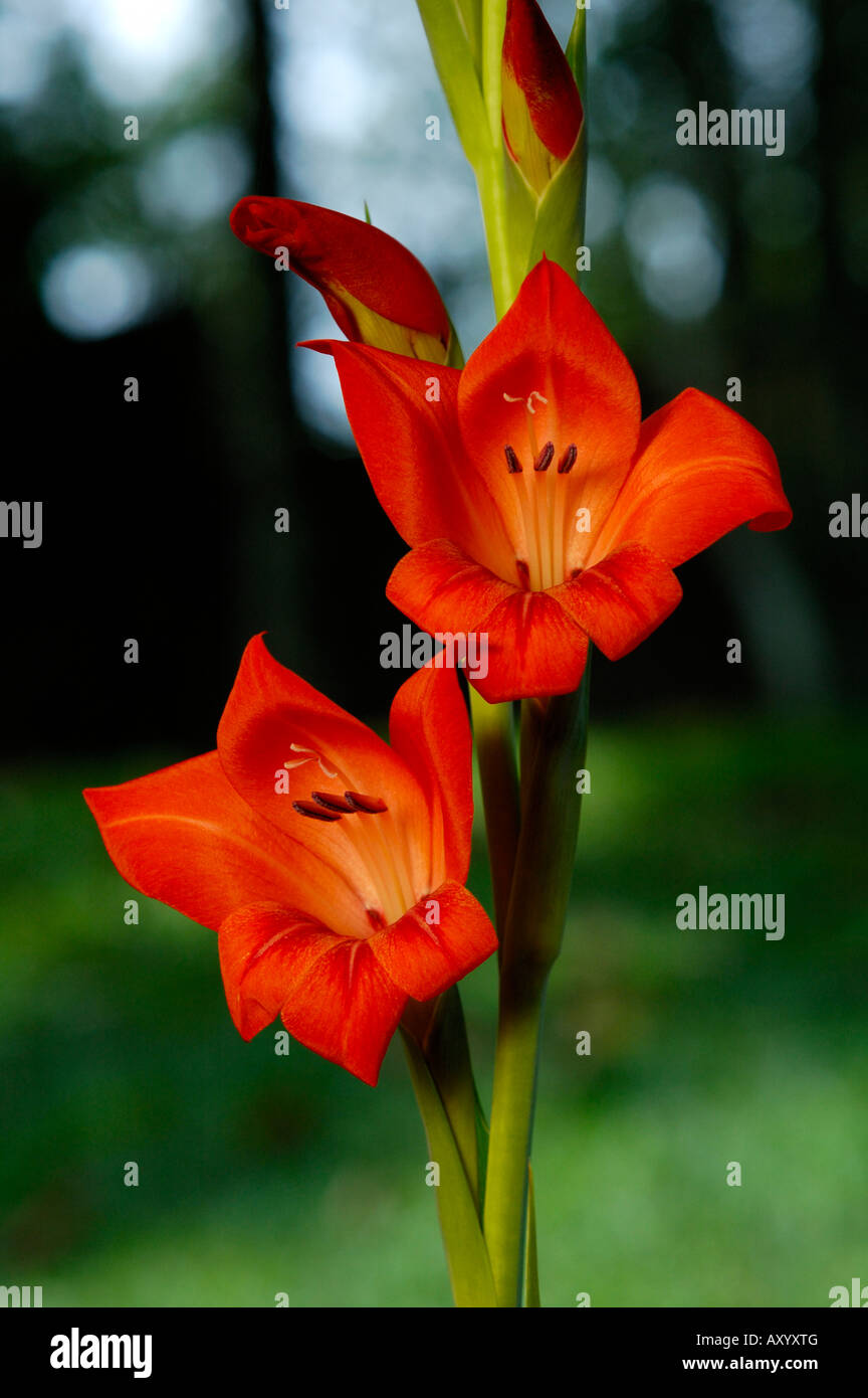 red gladiolus flowers (gladiolus sp, iridaceae Stock Photo - Alamy