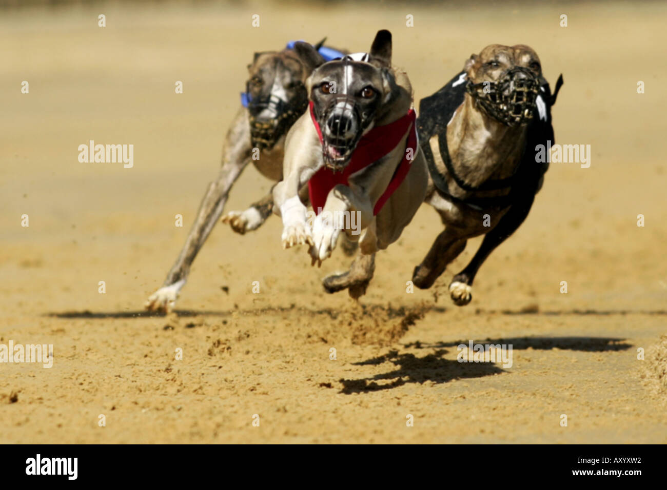 Whippet (Canis lupus f. familiaris), whippets during a race Stock Photo ...
