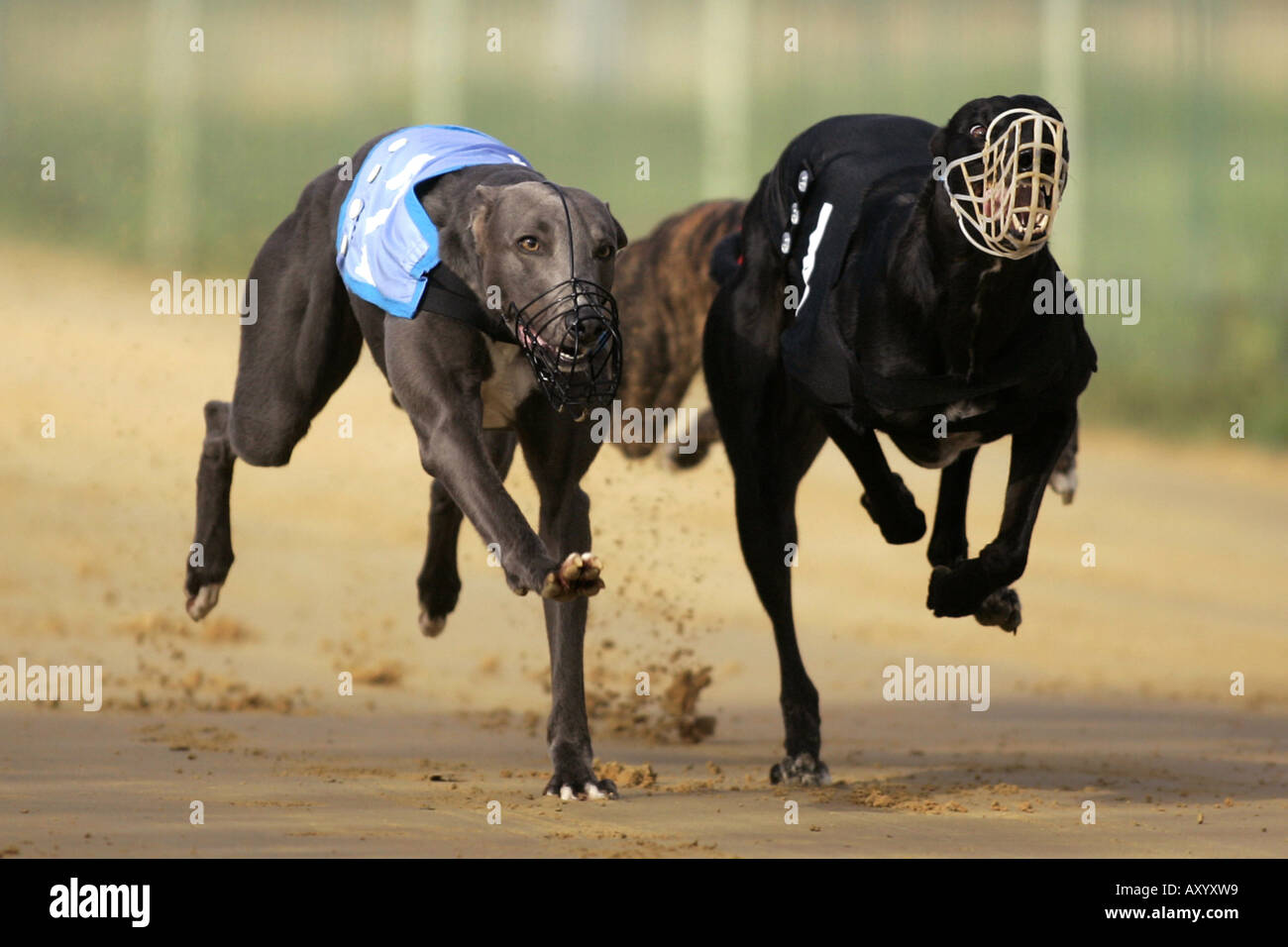 Whippet (Canis lupus f. familiaris), two animals during a race Stock ...