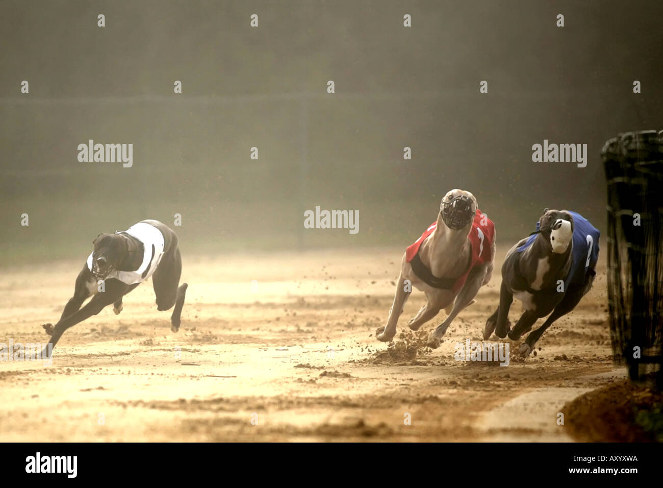 Whippet (Canis lupus f. familiaris), group of three during a race Stock ...