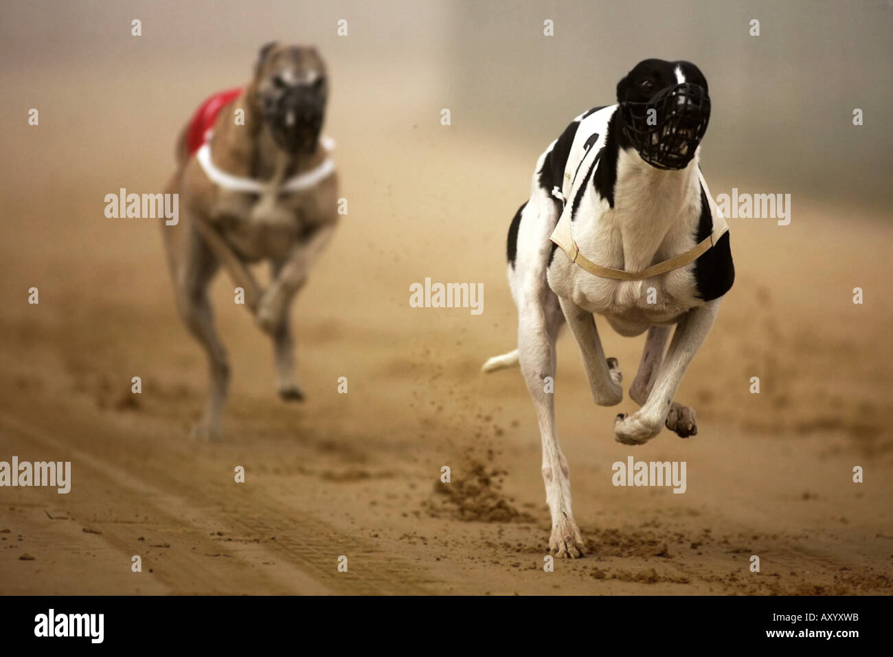 Whippet (Canis lupus f. familiaris), group of two during a race Stock ...