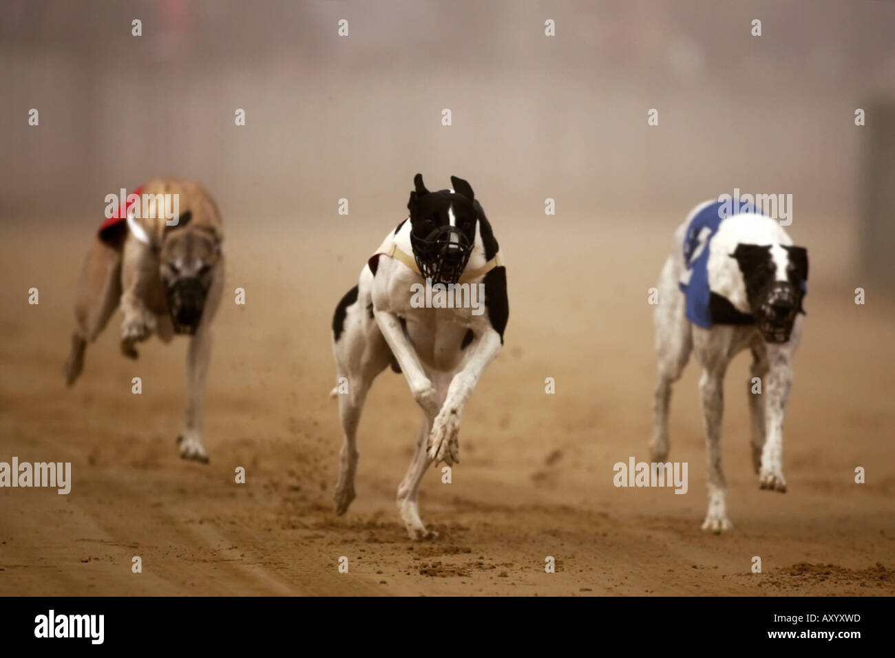 Whippet (Canis lupus f. familiaris), group of three during a race Stock ...