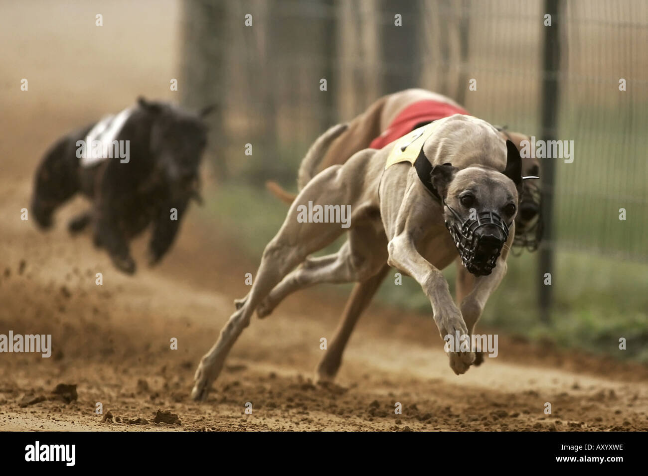 Whippet (Canis lupus f. familiaris), group of three during a race Stock ...