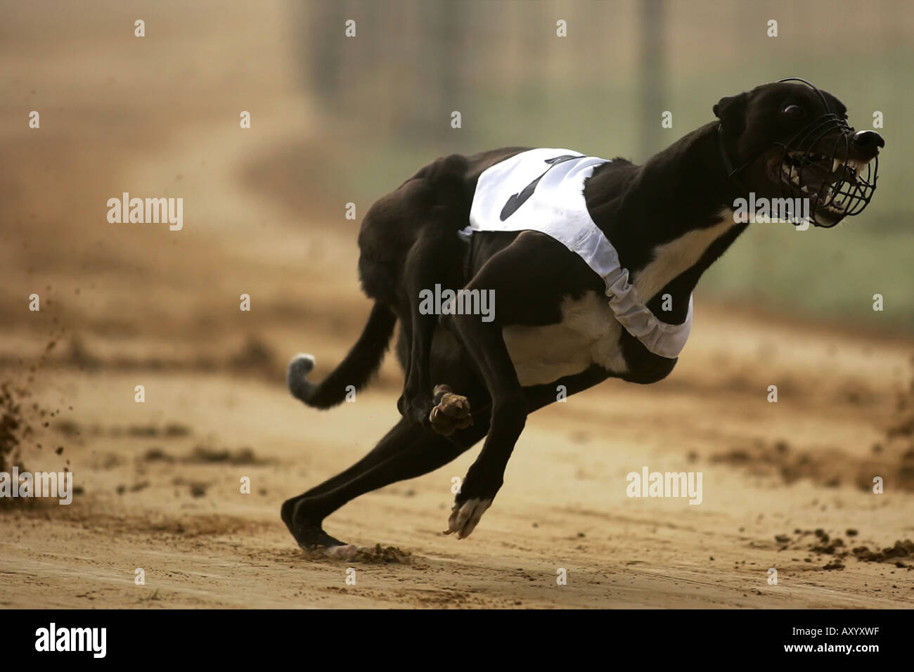 Whippet (Canis lupus f. familiaris), single whippet during a race Stock ...