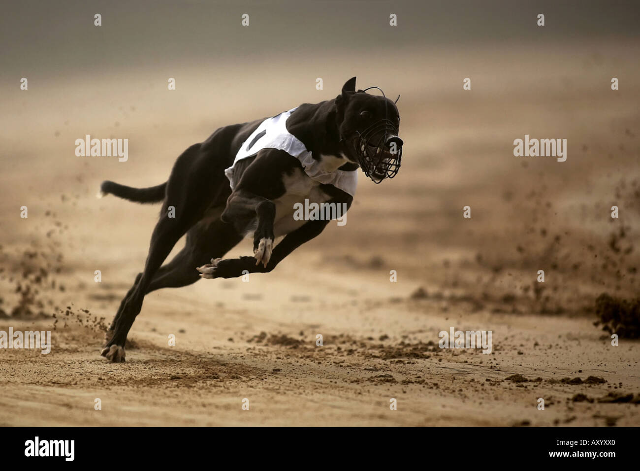 Whippet (Canis lupus f. familiaris), single animal during a race Stock ...