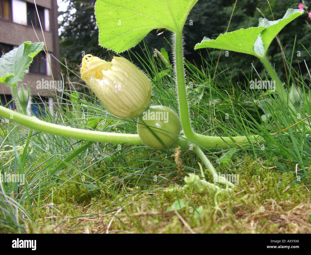 marrow, field pumpkin (Cucurbita pepo 'Gele Reuzen'), cv. Gele Reuzen ...