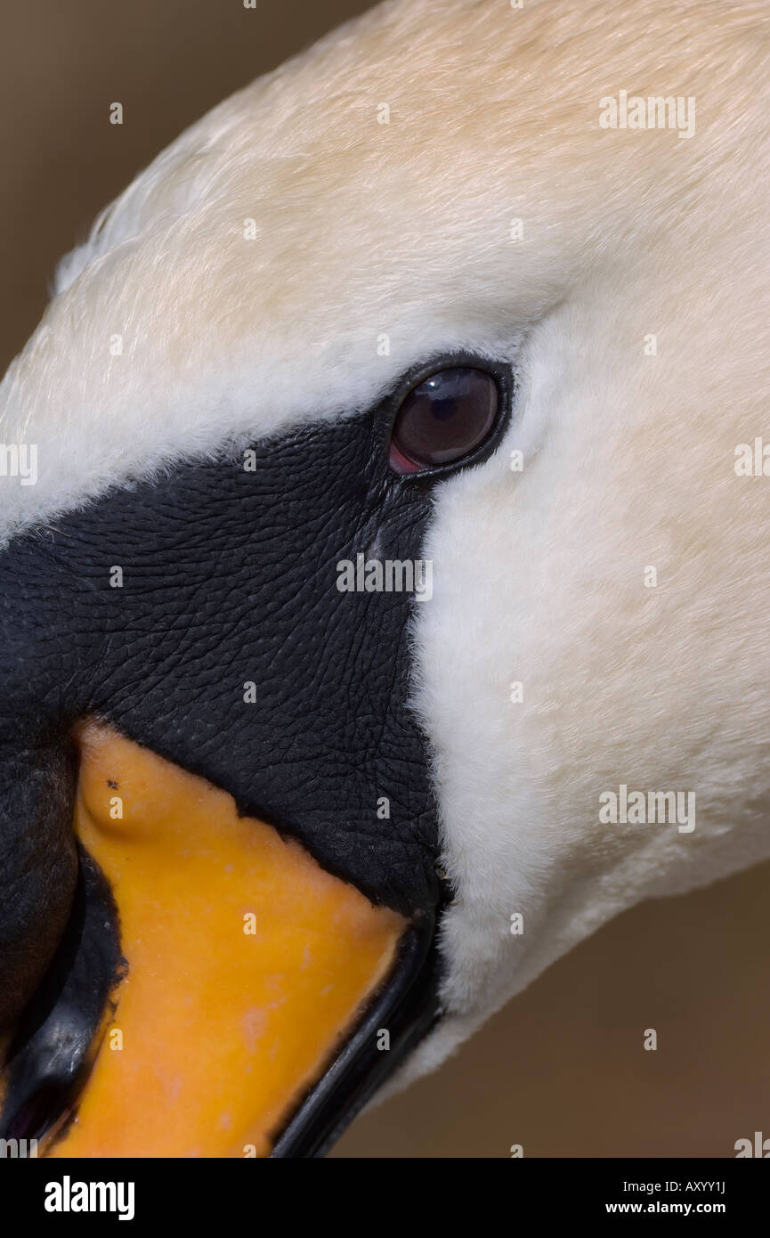Swan face hi-res stock photography and images - Alamy