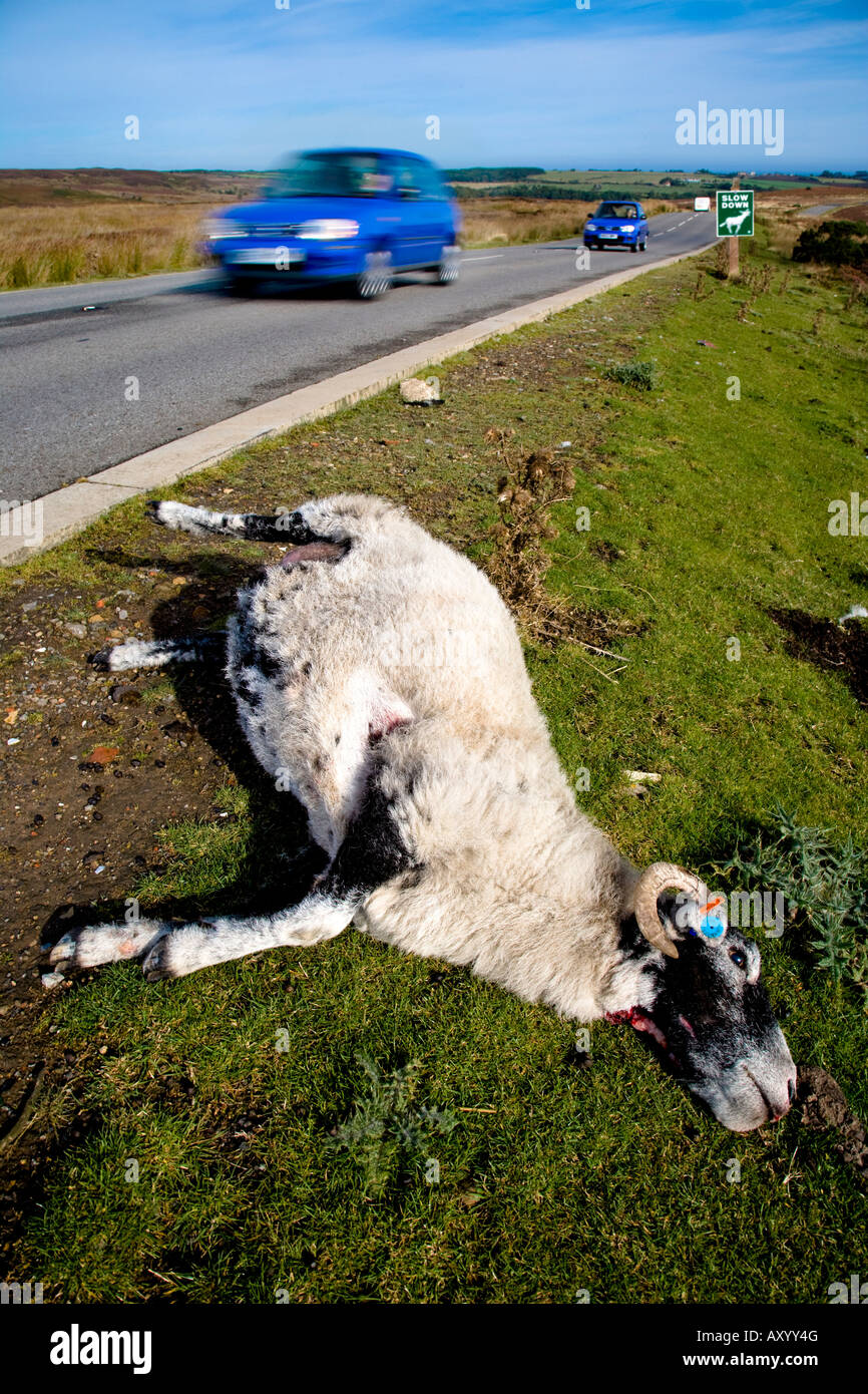 Road accident dead sheep hi-res stock photography and images - Alamy