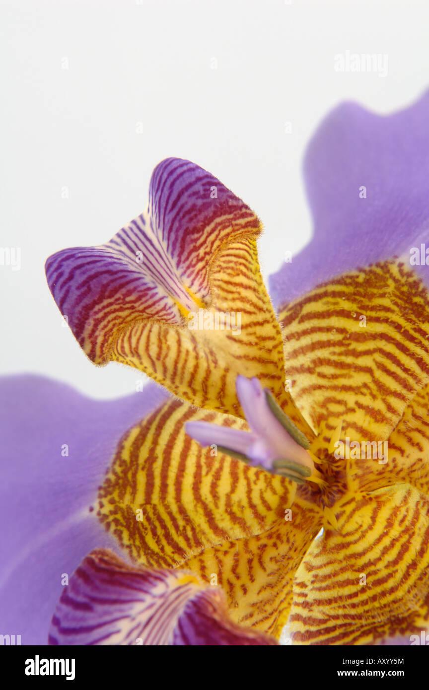 walking iris flower close-up on white background (neomarica caerulea ...