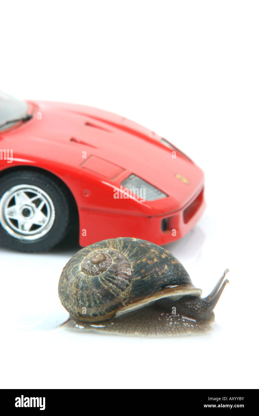 racing comon garden snail and sports car background isolated humor ...