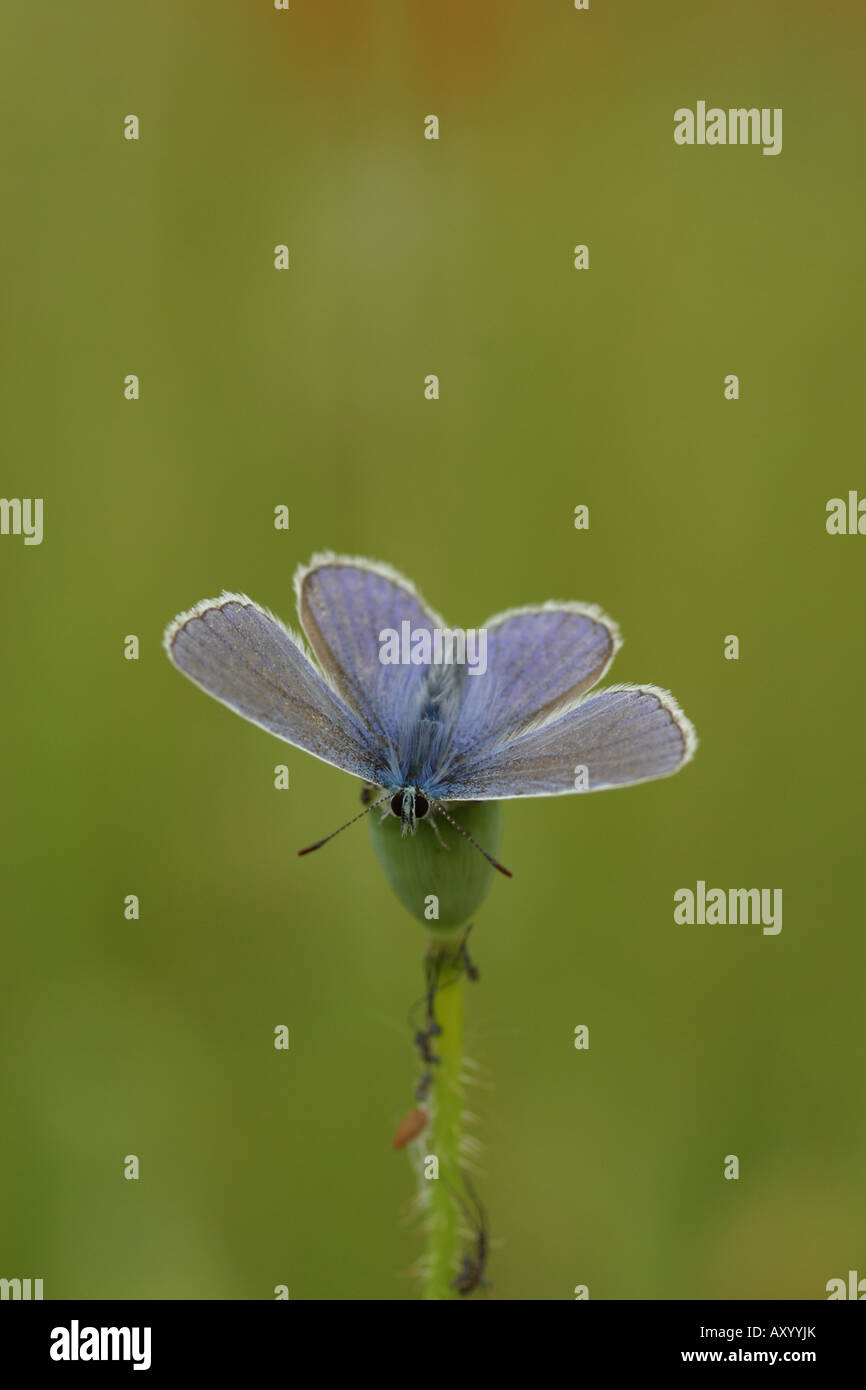 Common blue butterfly on a poppy flowerhead Stock Photo - Alamy