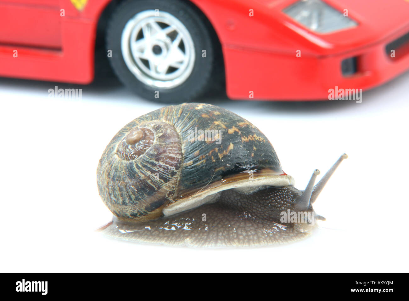 comon garden snail and sports car background isolated humor concepts ...