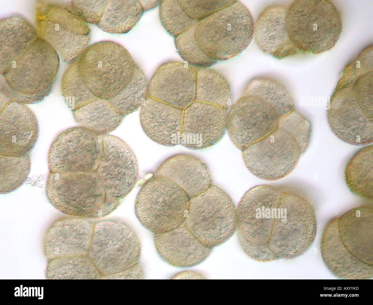 common cattail, broad-leaved cattail, great reedmace, bulrush (Typha ...