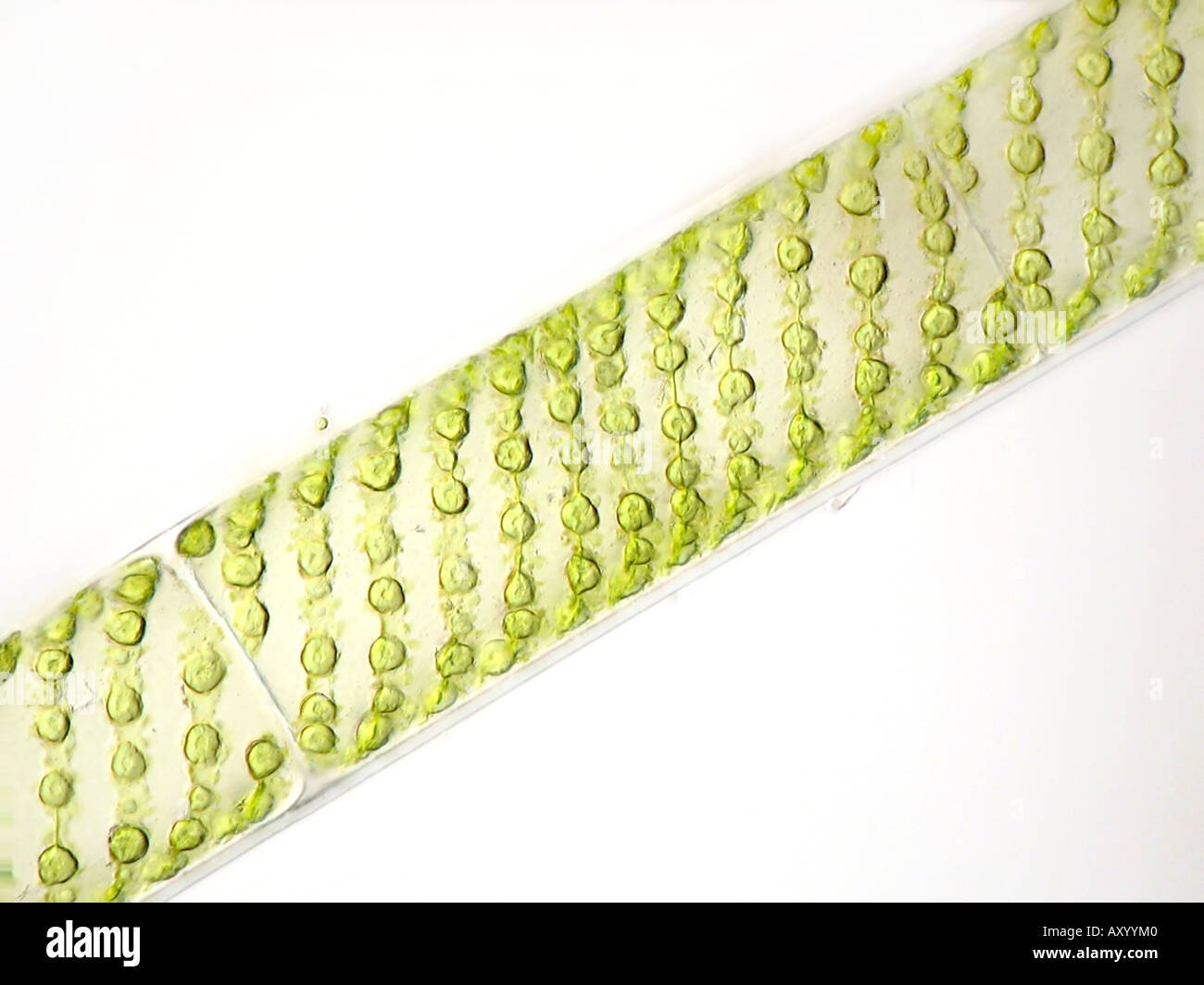 Spirogyra (Spirogyra spec.), cell of a fiber (colony) in shining ...