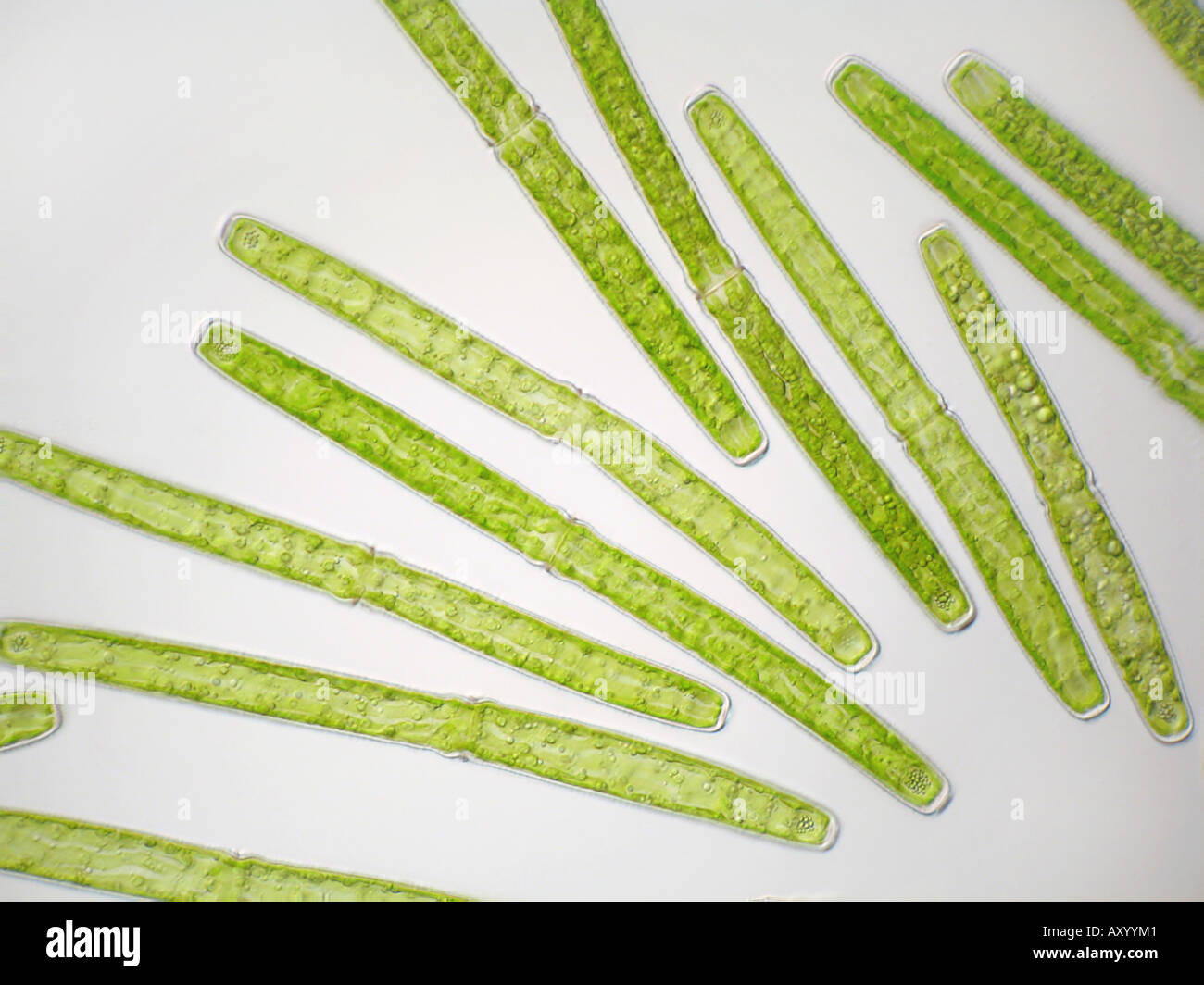 Trabecula hi-res stock photography and images - Alamy