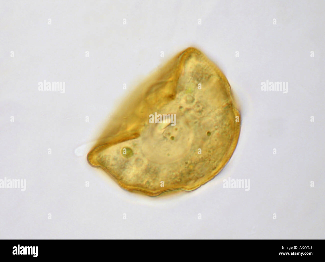 Arcella gibbosa (Arcella gibbosa), side view in shining-through light ...