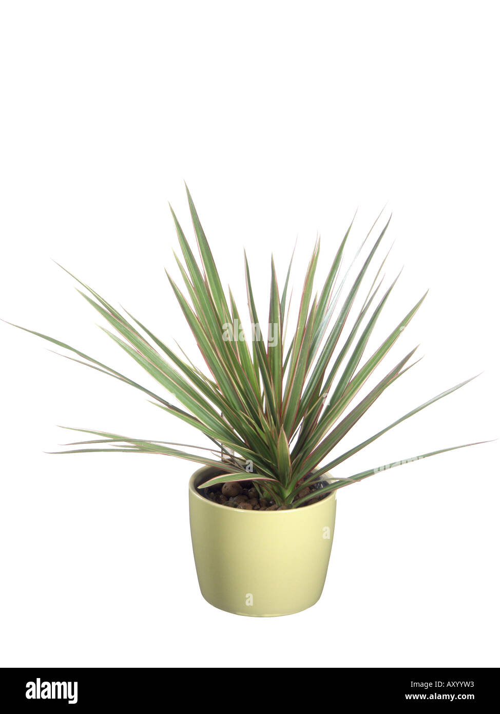 Dragon trees potted hi-res stock photography and images - Alamy