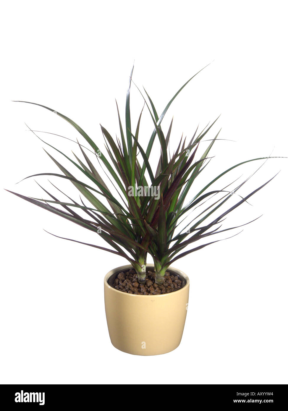 Dragon trees potted hi-res stock photography and images - Alamy