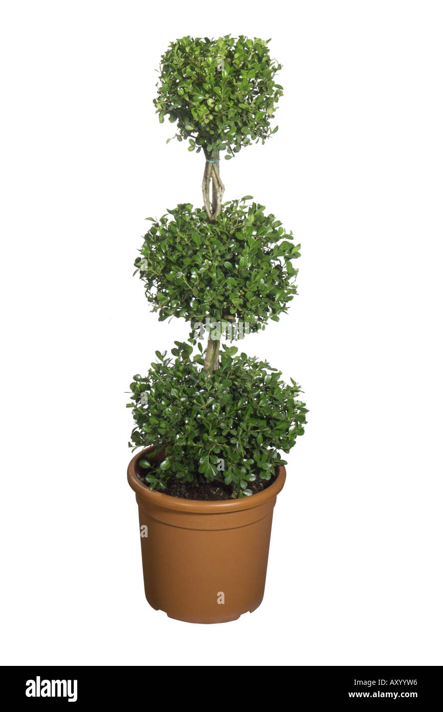 common box, boxwood (Buxus sempervirens), potted plant three bowls ...