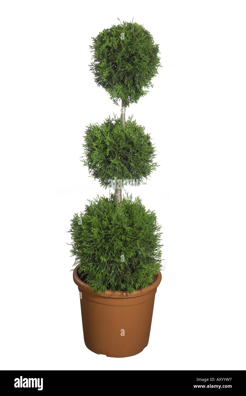 yellow cedar, eastern white cedar (Thuja occidentalis 'Smaragd ...