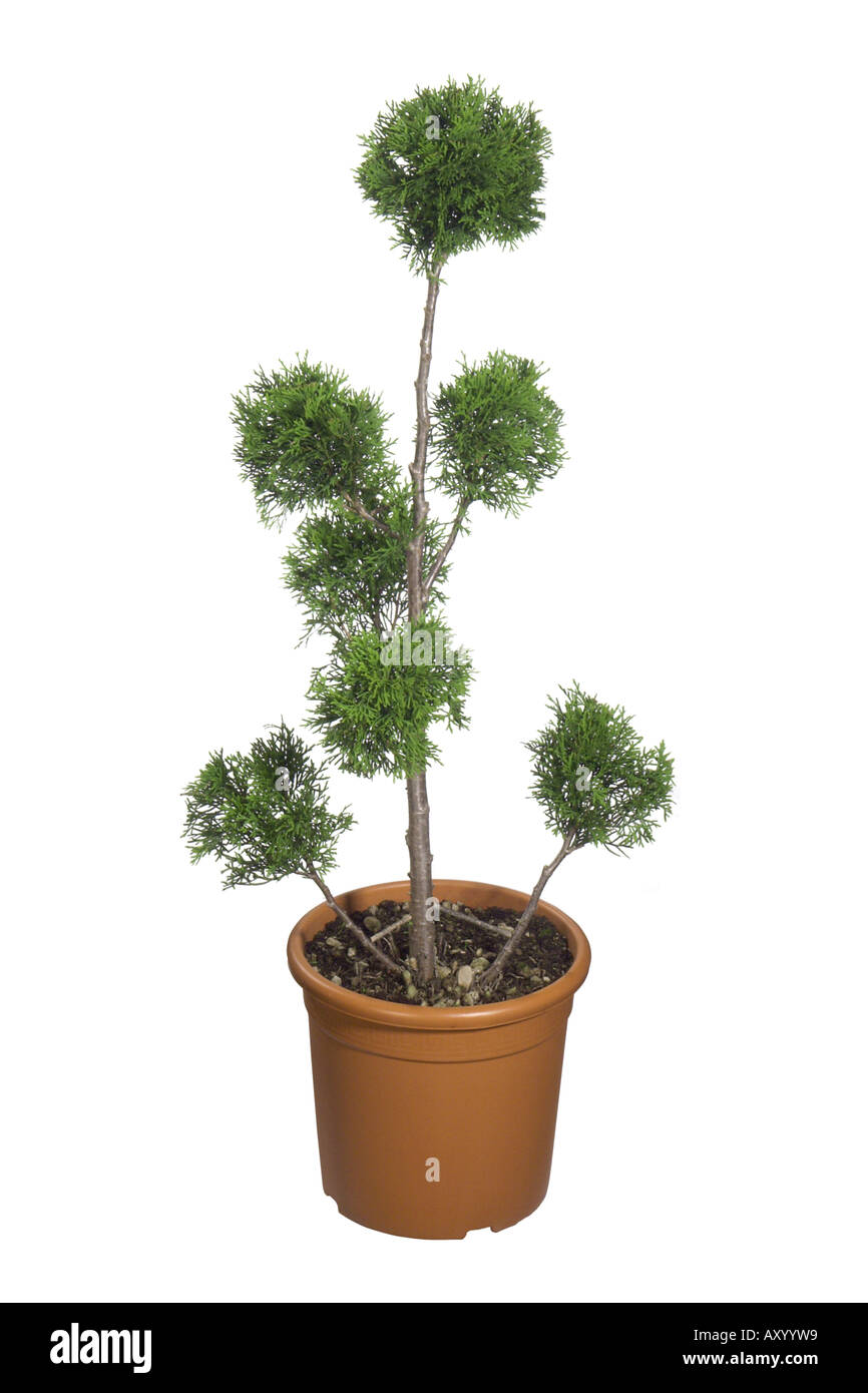 yellow cedar, eastern white cedar (Thuja occidentalis 'Smaragd ...