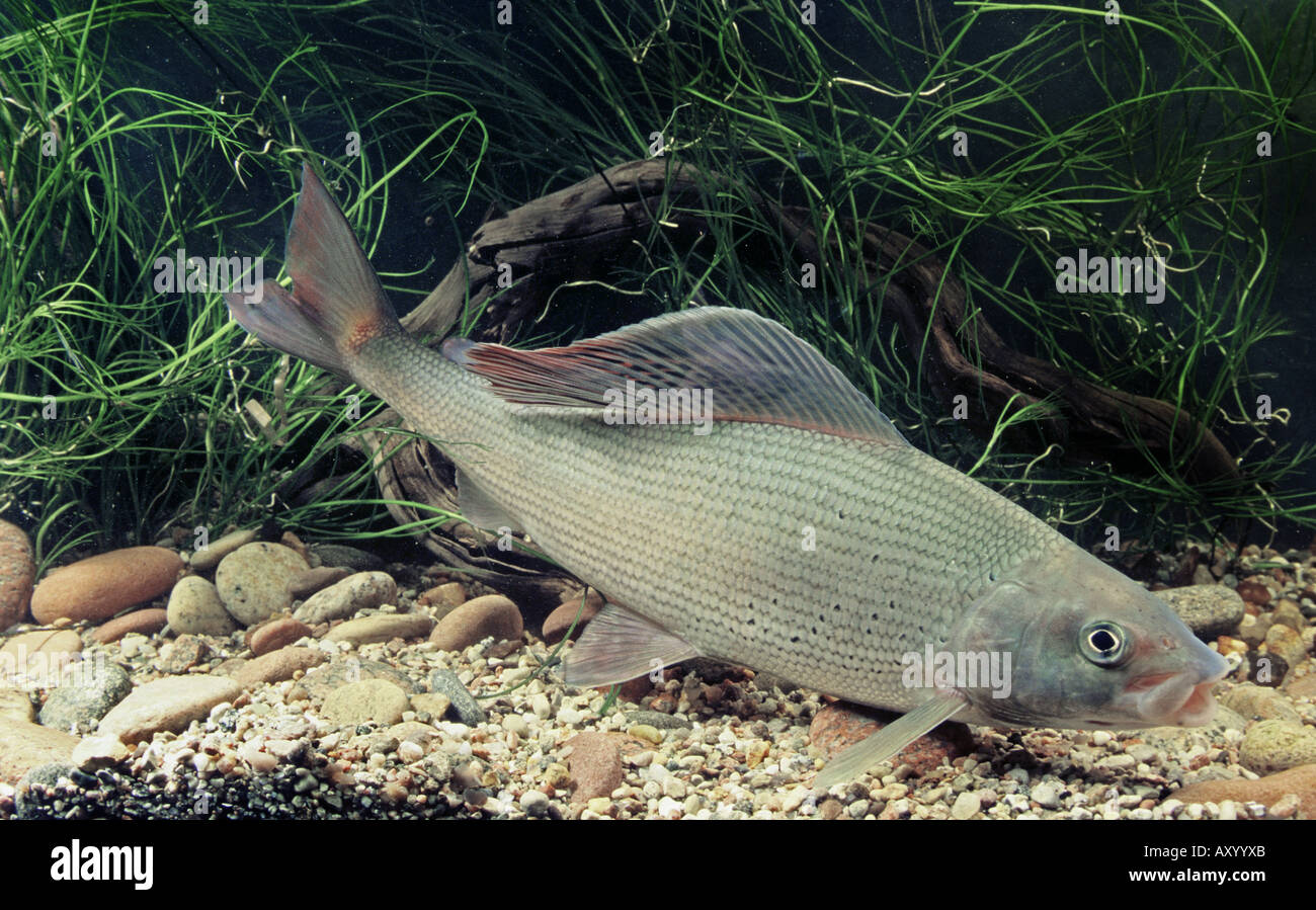 grayling (Thymallus thymallus), male, Germany Stock Photo - Alamy