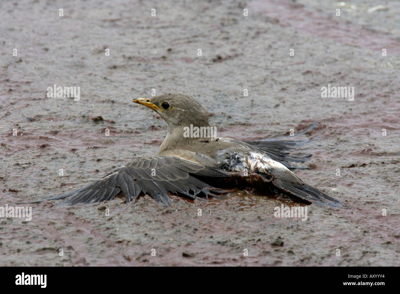 wattled starling (Creatophora cinerea), holding on mud, Kenya Stock ...