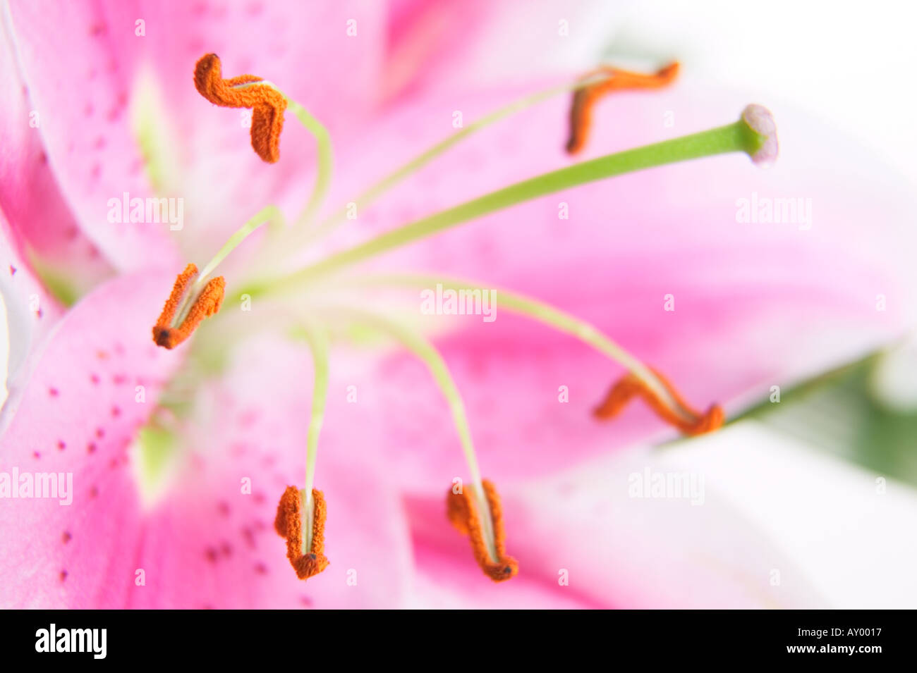 Close up of open lilly head hi-res stock photography and images - Alamy